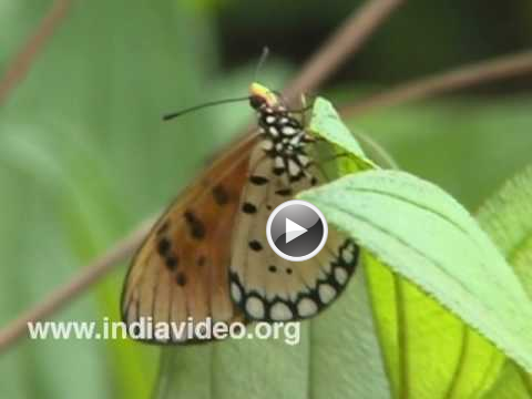 Tawny Coster, Acraea violae, Butterfly, Flora and Fauna, India, Kerala ...