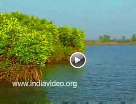 Chettuva Backwater in Thrissur, Backwaters, India, Kerala Videos