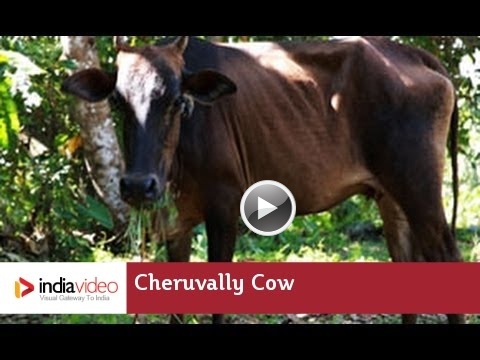Cheruvally Cow, Native Breed, Cow Variety, Kerala, India, Video
