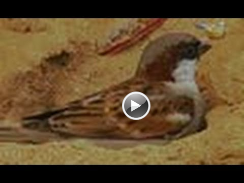 Sand Bath of House Sparrows, Ajmer, Rajasthan, India, Video