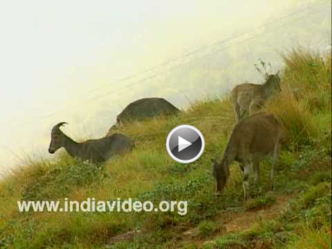 Nilgiri Tahrs at Eravikulam National Park, Varayadu, Flora and Fauna ...