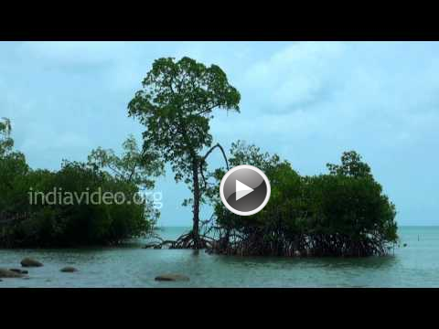 Beach, Mayabunder, Tourist destination, Beaches of Andaman and Nicobar ...