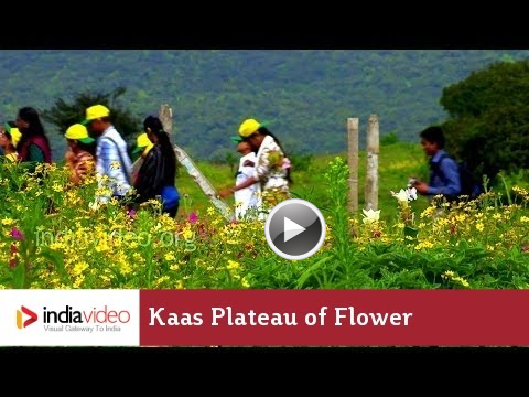 Kaas Plateau - Carpeted by Flowers in Satara City of Maharashtra
