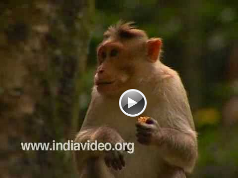 Wild Monkeys of Munnar, Kerala, India Video