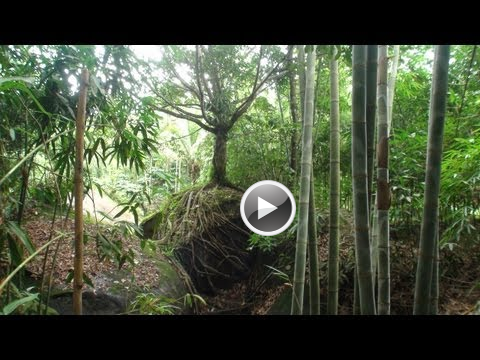 Bamboo Farm, Wayanad, Kerala, India, Video