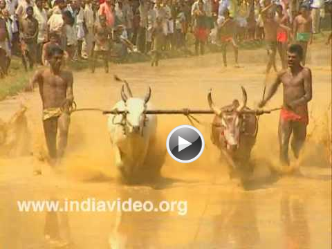 Bull Surfing, Maramadi - Yoked Bulls' Race, Video, Kerala, India