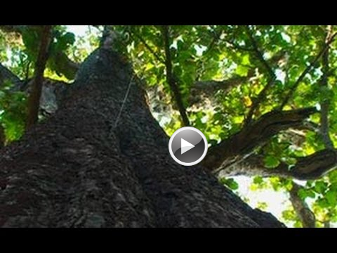 Kannimara Teak, Parambikulam Wildlife Sanctuary, Palakkad, Kerala ...