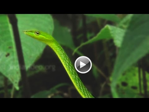 Smooth Green Snake, Kundadri Hills, Shimoga, Karnataka, India, Video