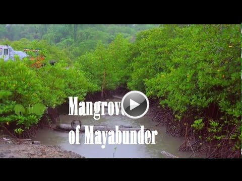 Mangrove forest, Mayabunder, Andaman and Nicobar Islands, Union ...