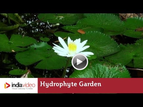 Hydrophyte Garden and Aquatic plants, Bioresources Nature Park ...