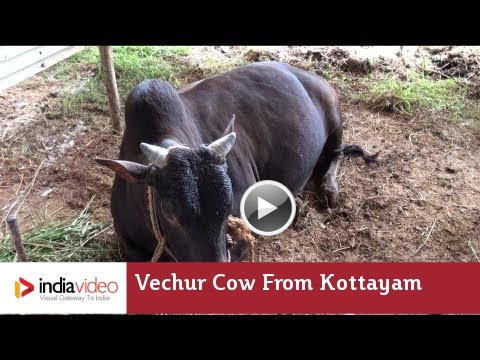Vechur Cow, Cattle Breed, Livestock Show, Thiruvananthapuram, Kerala ...