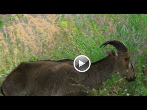 Nilgiri Tahr in Valparai, Western Ghats, Tamilnadu, India, Video