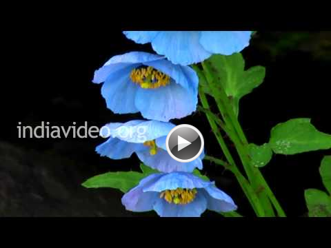 Himalayan Blue Poppies, Uttarakhand, Flora and Fauna, Flower, India, Video