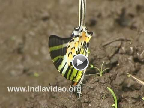 Fivebar Swordtail, Butterfly, Pathysa antiphates , India, Kerala Videos