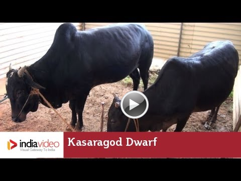Kasaragod Dwarf Cow – a cattle breed from Kasaragod, Kerala, India, Video