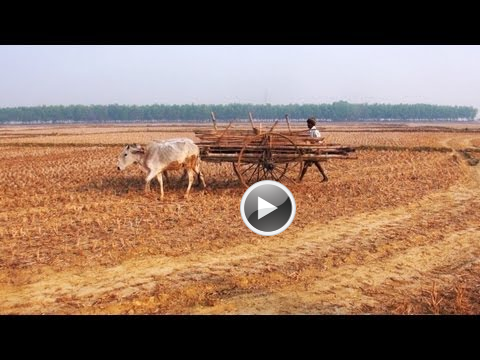 Agriculture activities, Farm fields, Farming, Santhal Tribal community ...