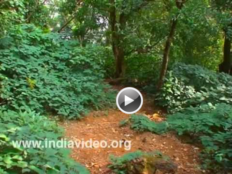 Forests, Kudajadri hills, Karnataka, Travel, India Video