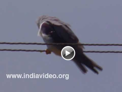 Black Shouldered Kite, Birds, Flora and Fauna, India, Kerala Videos