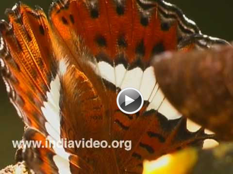 Commander Butterfly, Moduza procris, India, Kerala Videos