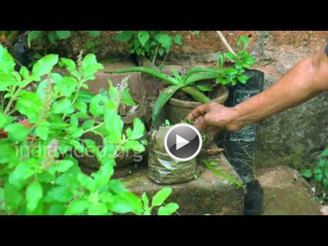 Folk medicine for allergies, bronchitis and asthma, Tulasi, Holy basil ...