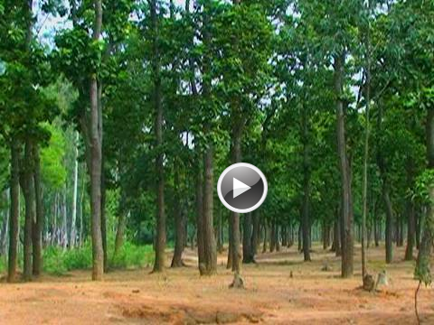 Sal tree, Shantiniketan, Kolkata, Calcutta, West Bengal, India, Video