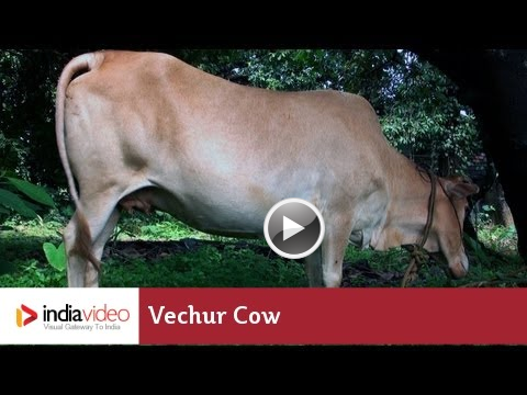 Vechur Cow, Cattle Breed, Kerala, India, Video