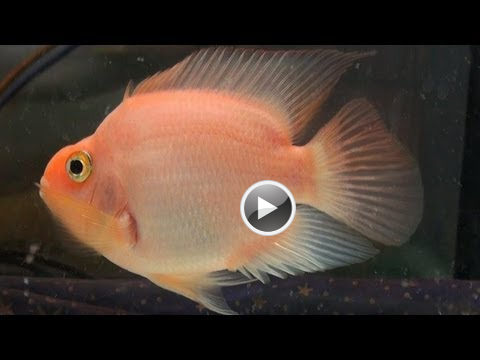 Red Devil Cichlid fish, Aquarium fish, India, Video