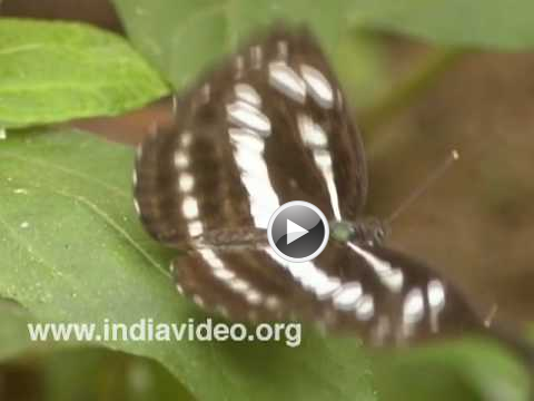 Common Sailor, Butterfly, Neptis hylas , Kerala Videos