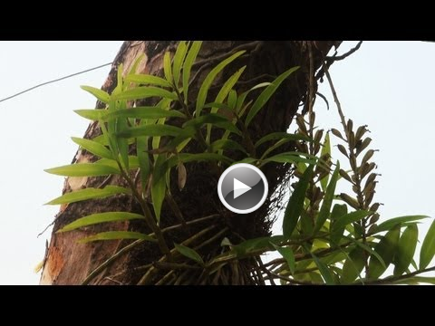 Parasitic Plants in Manas National Park, Manas, Assam, India, Video