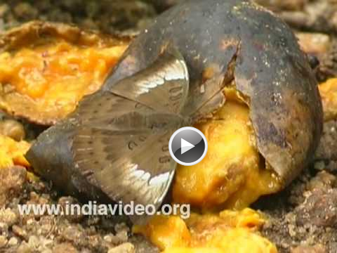 Common Baron, Butterfly, Euthalia aconthea, India, Kerala Videos