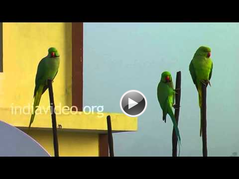 Rose-ringed Parakeets, Indian Parrots, Ajmer, Rajasthan, India, Video