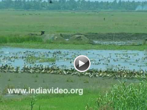 Around Kainakari- a village in the backwaters, Alappuzha, India, Kerala ...