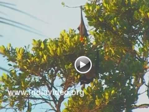 The Indian flying-fox, Pteropus Giganteus, Bat, Wild Life, Flora and ...