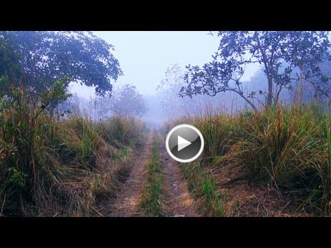 Mathanguri Forest, Forest Path, Manas National Park, Assam, India, Video