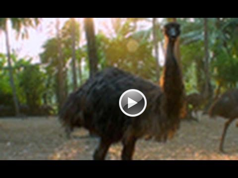 Emu, Mythree Garden, Palakkad, Kerala, India, Video
