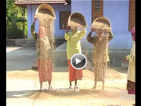 Threshing Navara, the medicinal paddy, Palakkad, Alappuzha, India ...