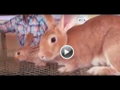 Rabbit breeds and Rabbit rearing, Kerala
