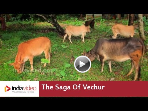 The Saga of Vechur, Domestic Animal, Pet, Cow, Kerala, India, Video