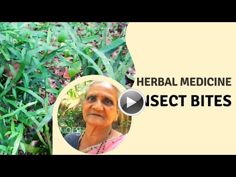 Herbal cure for insect bites, Herbal medicine, Folk medicine, Kerala ...