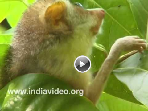 The large-eyed Slender Loris, Loris Tardigradus Malabaricus, Wildlife ...