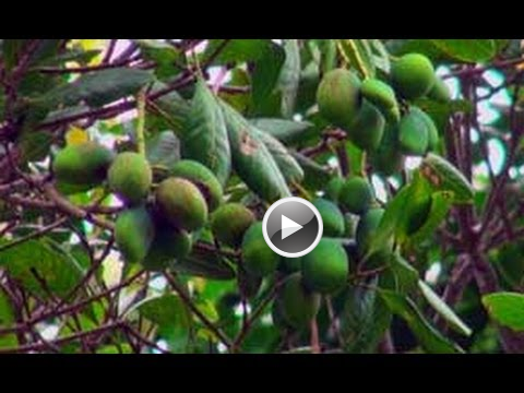 Vernacular Mango, Andaman and Nicobar Islands, Union Territory, India ...