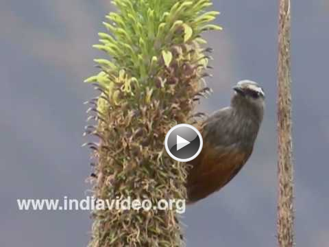 Grey Breasted Laughing Thrush, Birds, Garrulax jerdoni, India, Kerala ...