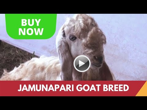 Jamunapari Goat In Kerala