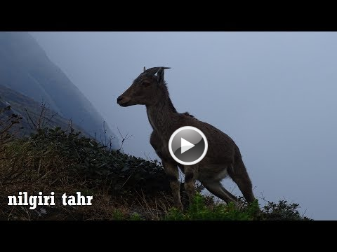 The Nilgiri Tahr, endemic to Western Ghats, Ibex, Hemitragus Hylocrius ...