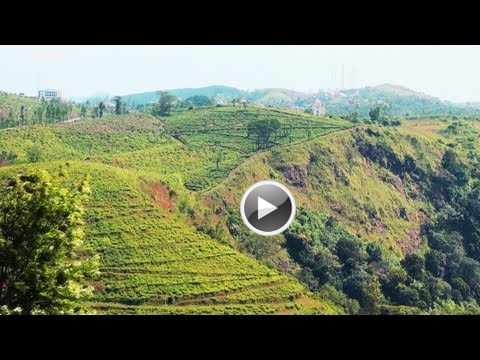 AVT, Tea Plantations, AV Thomas and Company Kuttikkanam, Idukki, Kerala ...