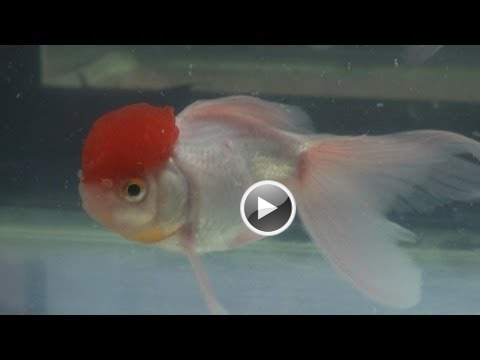 Red cap Oranda Goldfish, Fancy Gold fish, Aquarium fish, India, Video