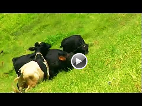 Dairy Farm at Munnar Idukki