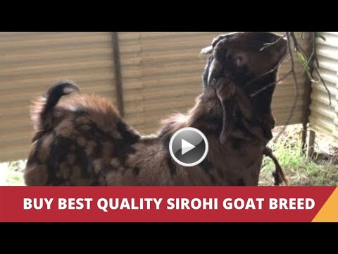 Sirohi Goat from Rajasthan, Thiruvananthapuram, Kerala, India, Video