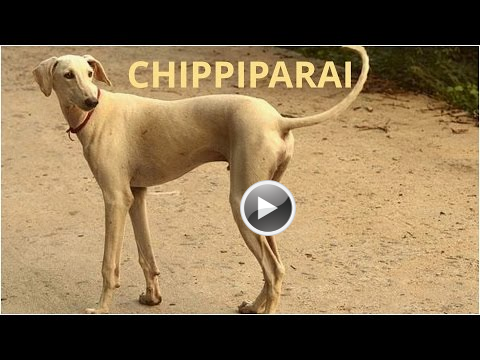 Video, Chippiparai Hound, Dog, Pet, India