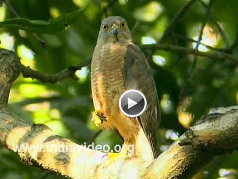The common hawk - Shikra, Accipiter Badius, Falconiformes, Aves, Flora ...